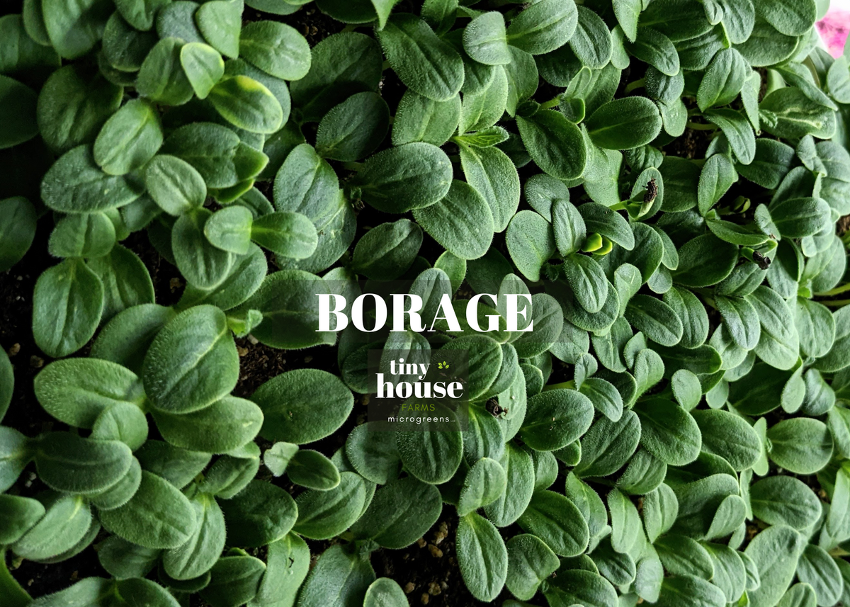Borage – Tiny House Farms Microgreens