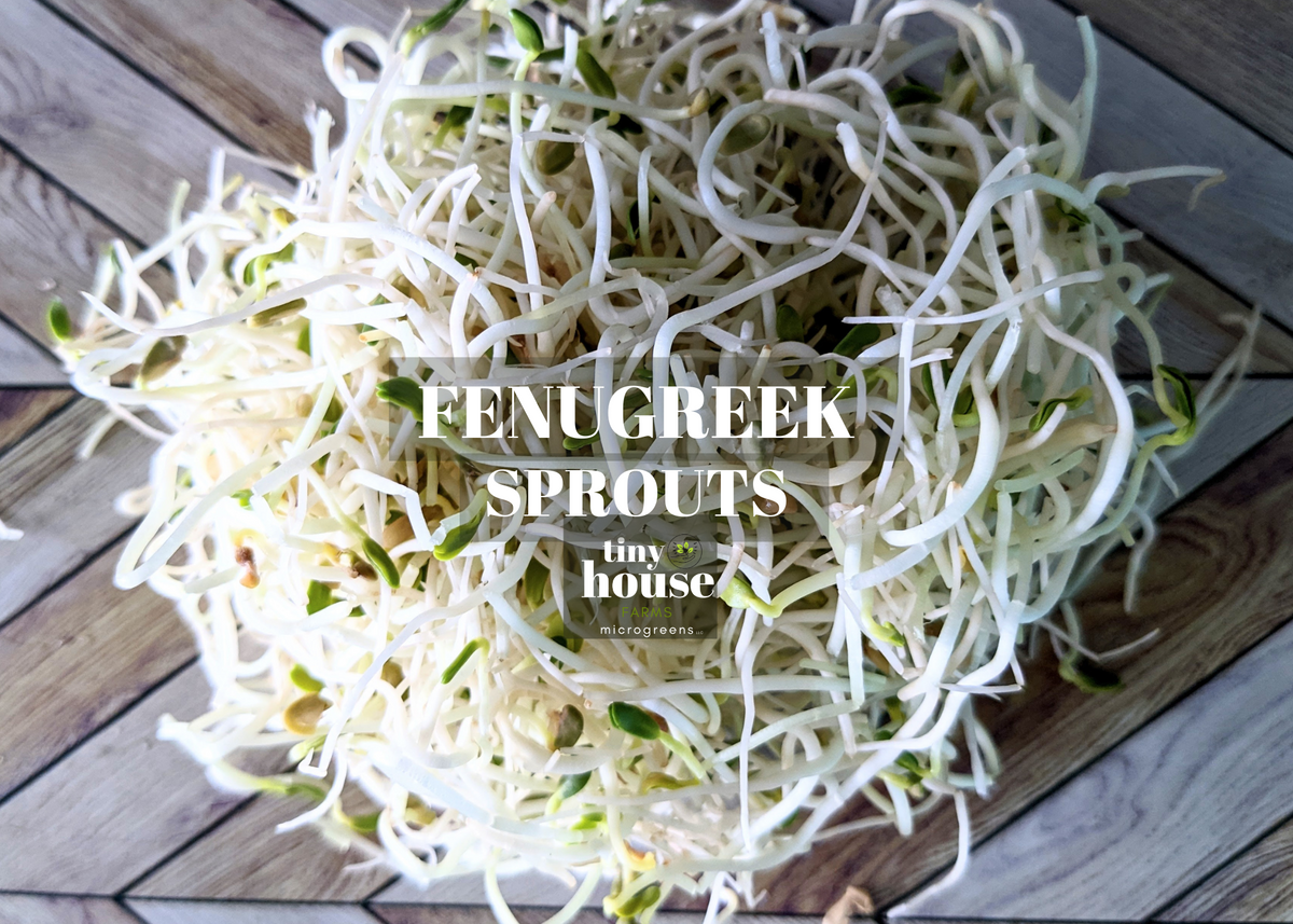 Fenugreek Sprouts – Tiny House Farms Microgreens