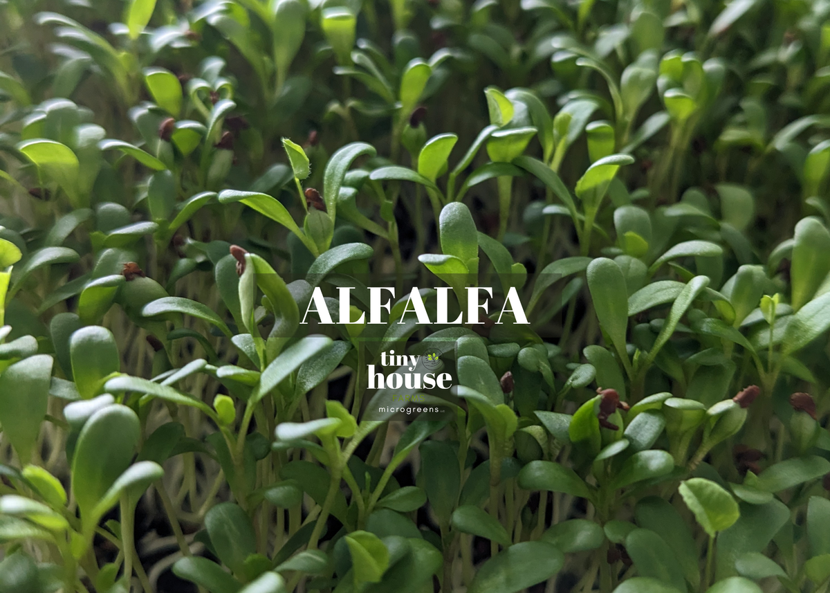Alfalfa – Tiny House Farms Microgreens