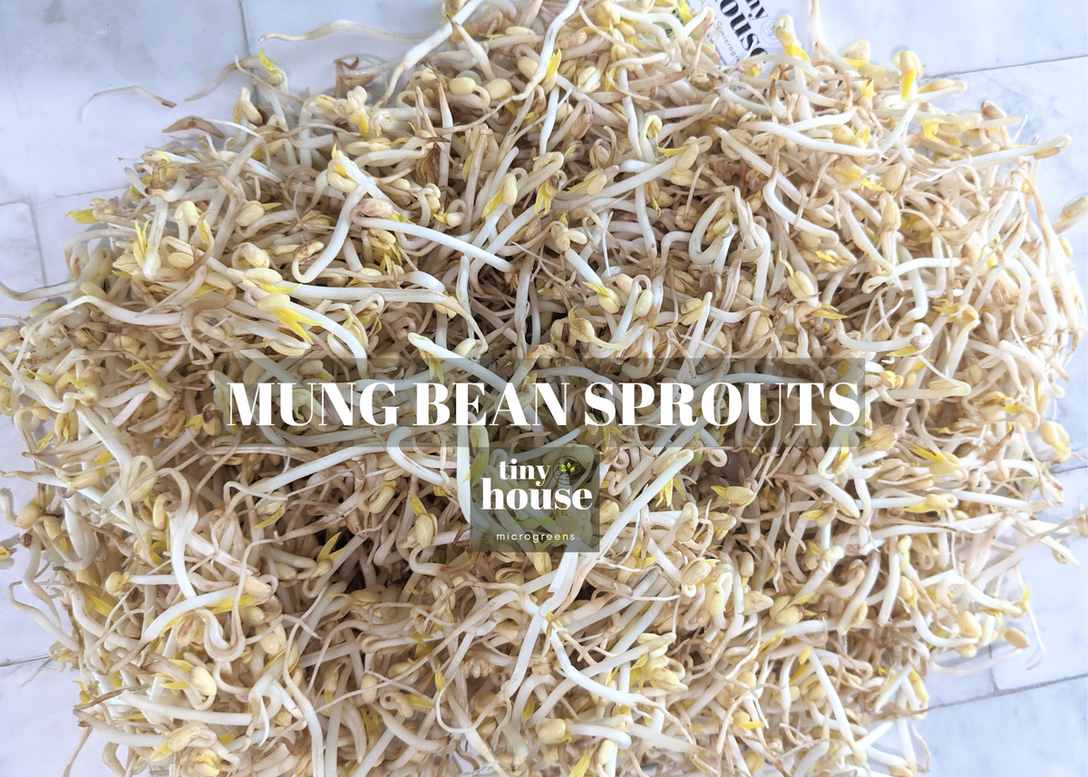 Bean Sprouts (Mung) – Tiny House Farms Microgreens