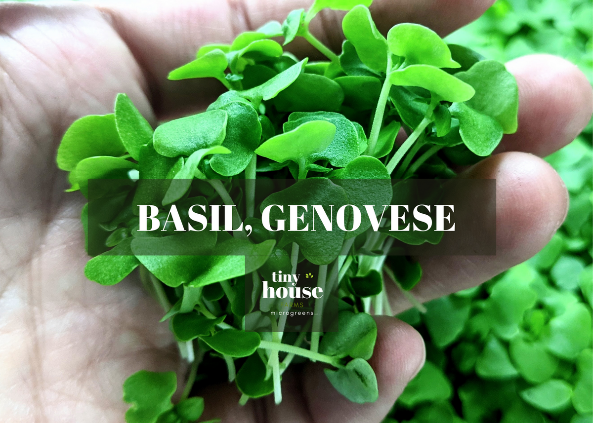 Basil (Green Genovese) – Tiny House Farms Microgreens