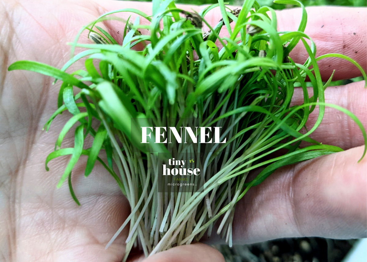 Fennel – Tiny House Farms Microgreens