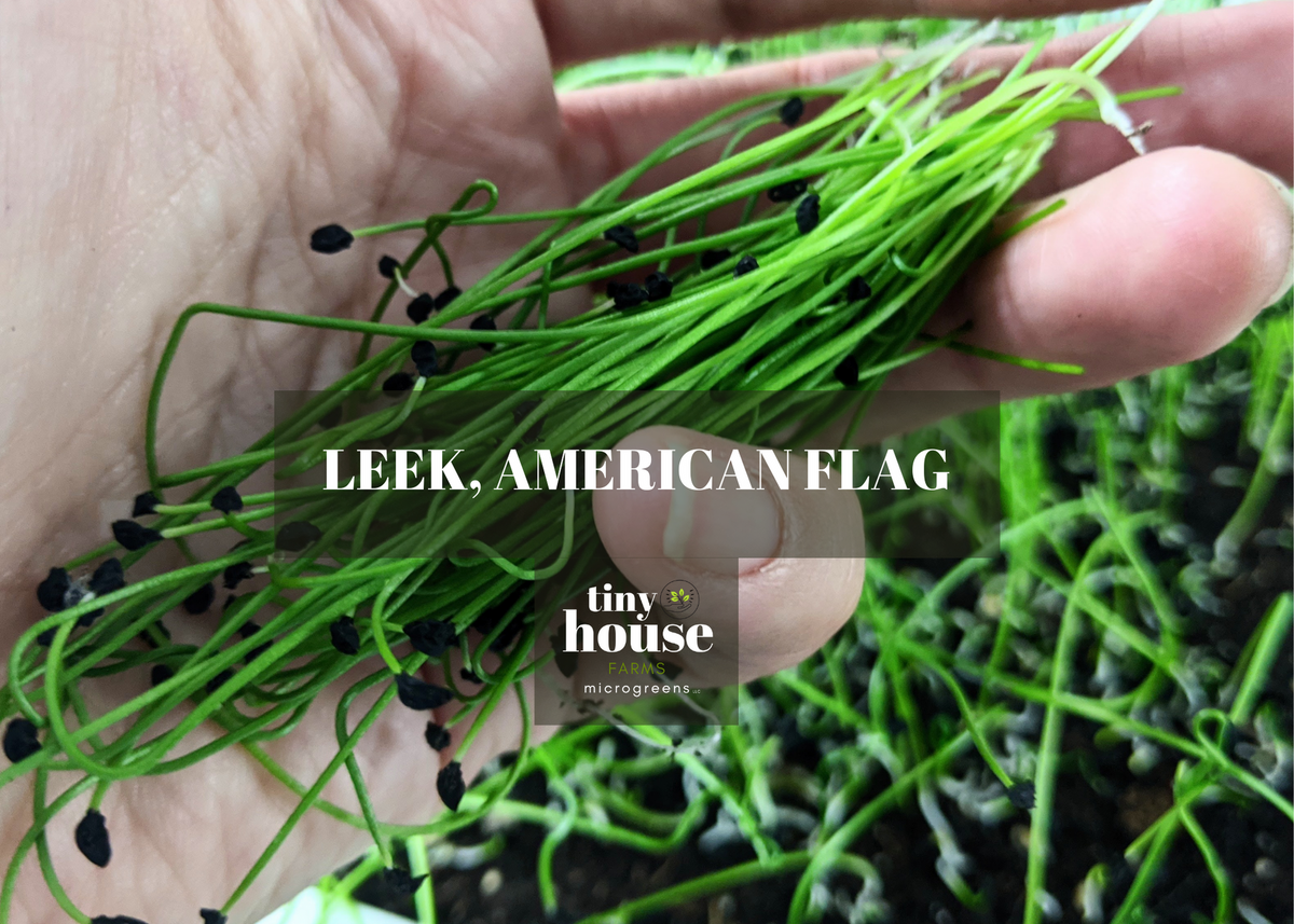 Leek – Tiny House Farms Microgreens