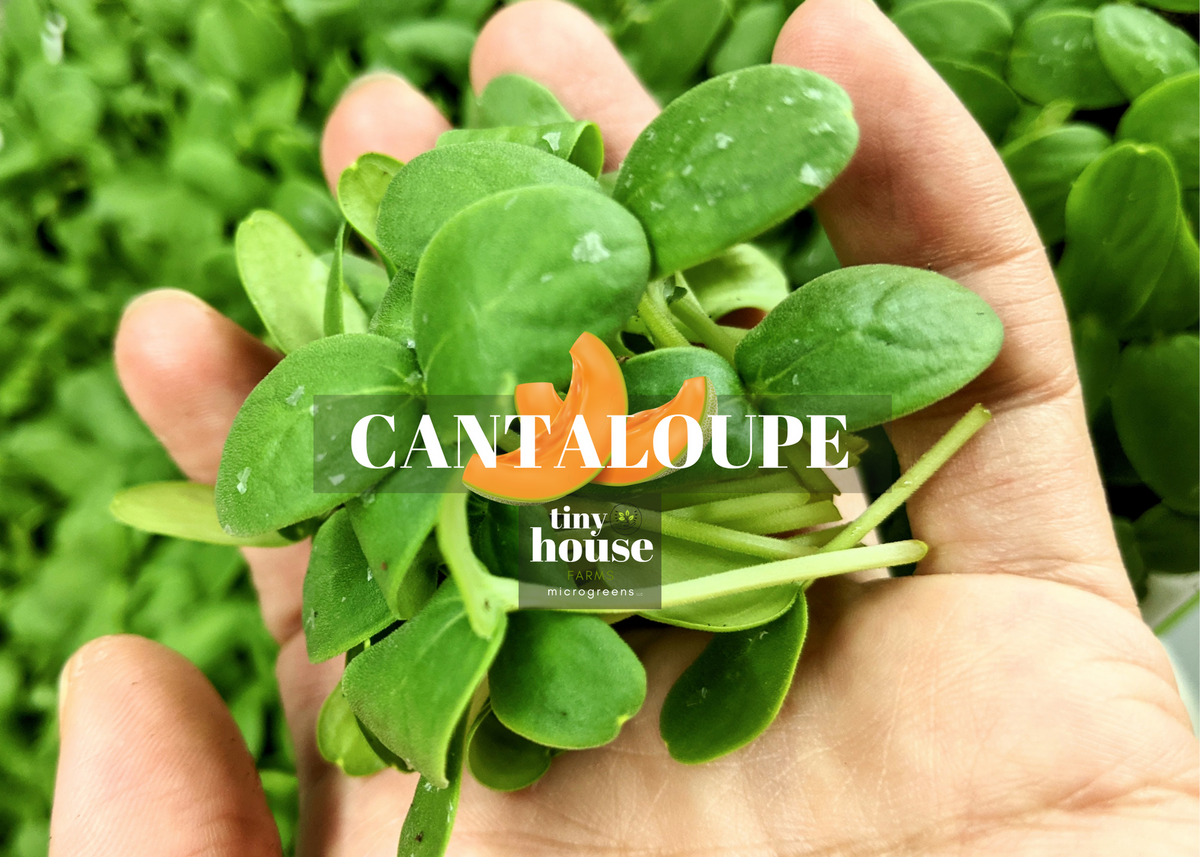 Micro Melon (Cantaloupe) – Tiny House Farms Microgreens