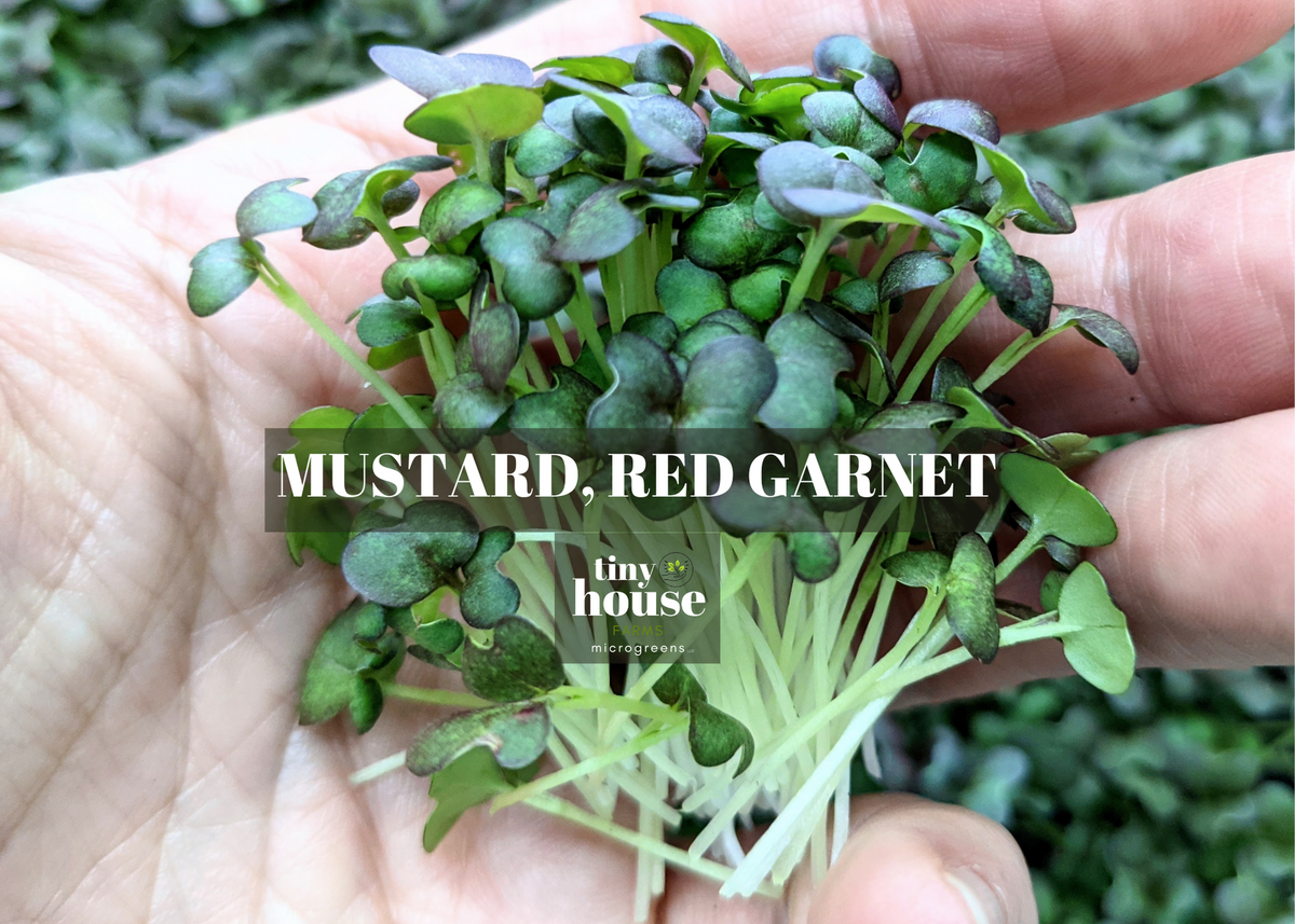 Mustard (Red Garnet) – Tiny House Farms Microgreens