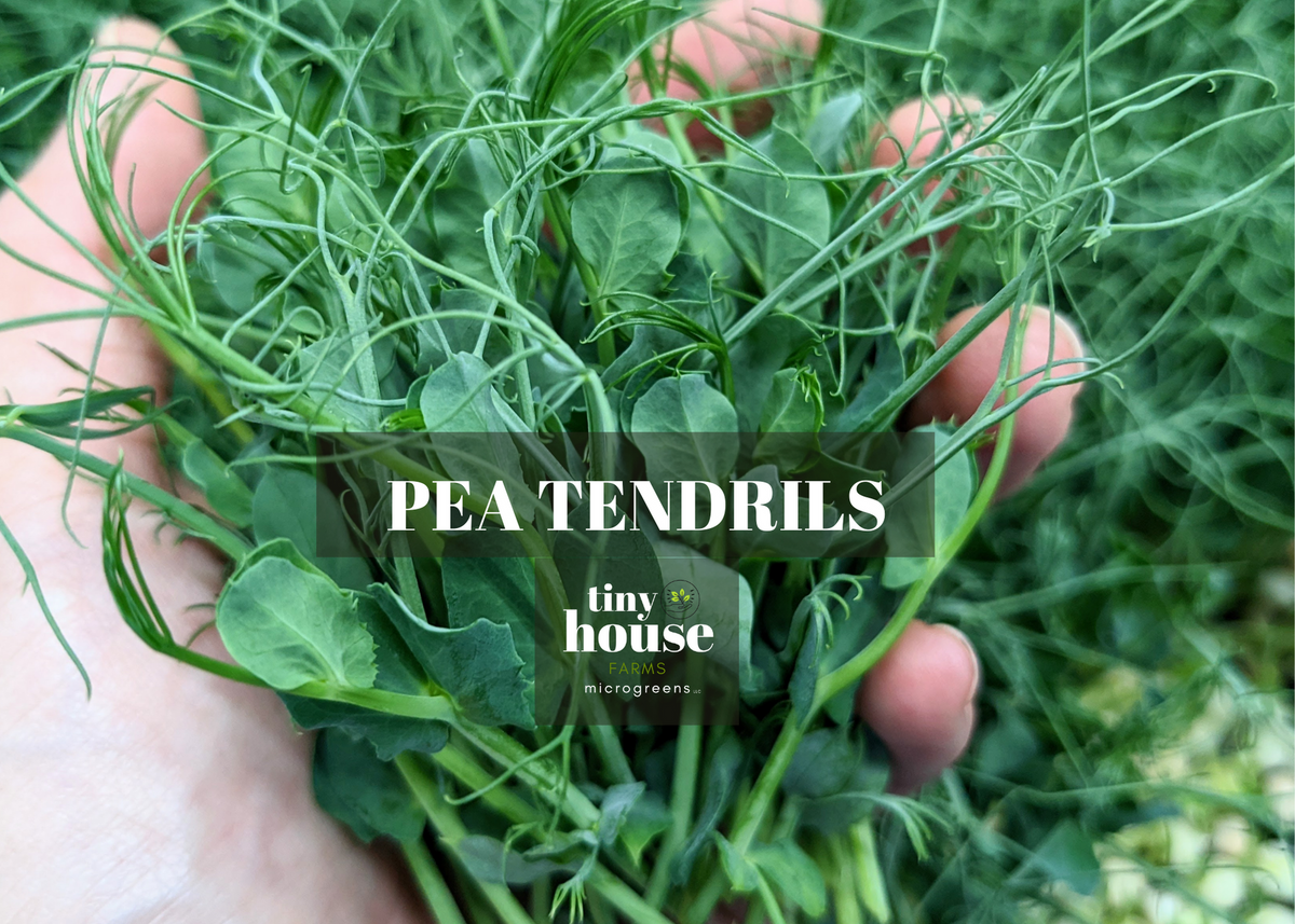 Pea Tendril Microgreens – Tiny House Farms Microgreens