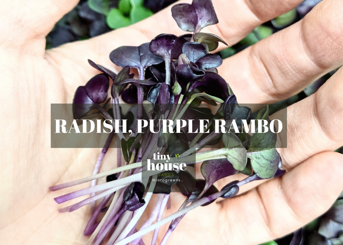 Radish Microgreens (Purple Rambo) – Tiny House Farms Microgreens