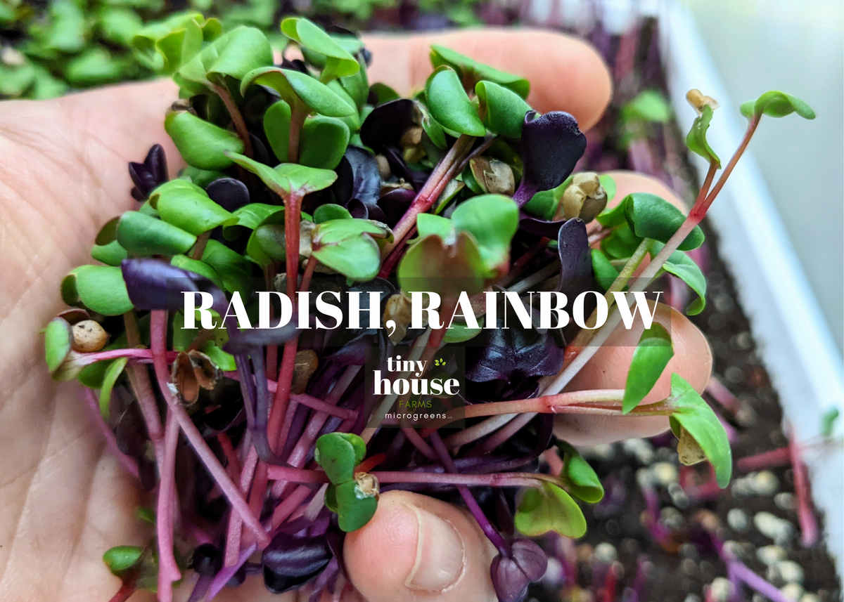 Radish, Rainbow – Tiny House Farms Microgreens