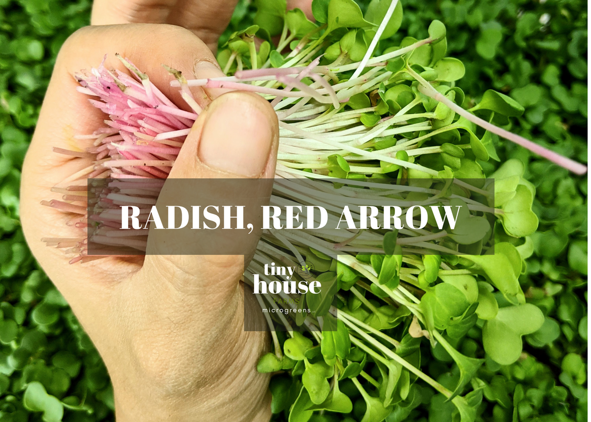 Radish (Red Arrow) Shoots – Tiny House Farms Microgreens