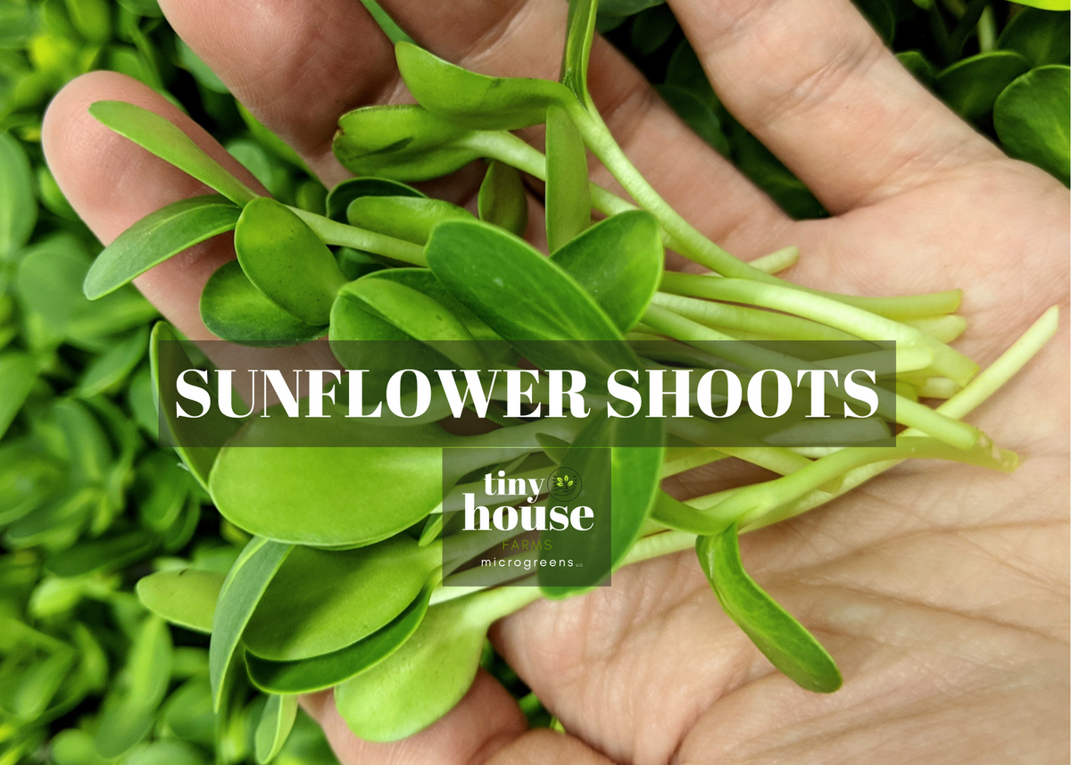 Sunflower Shoots – Tiny House Farms Microgreens
