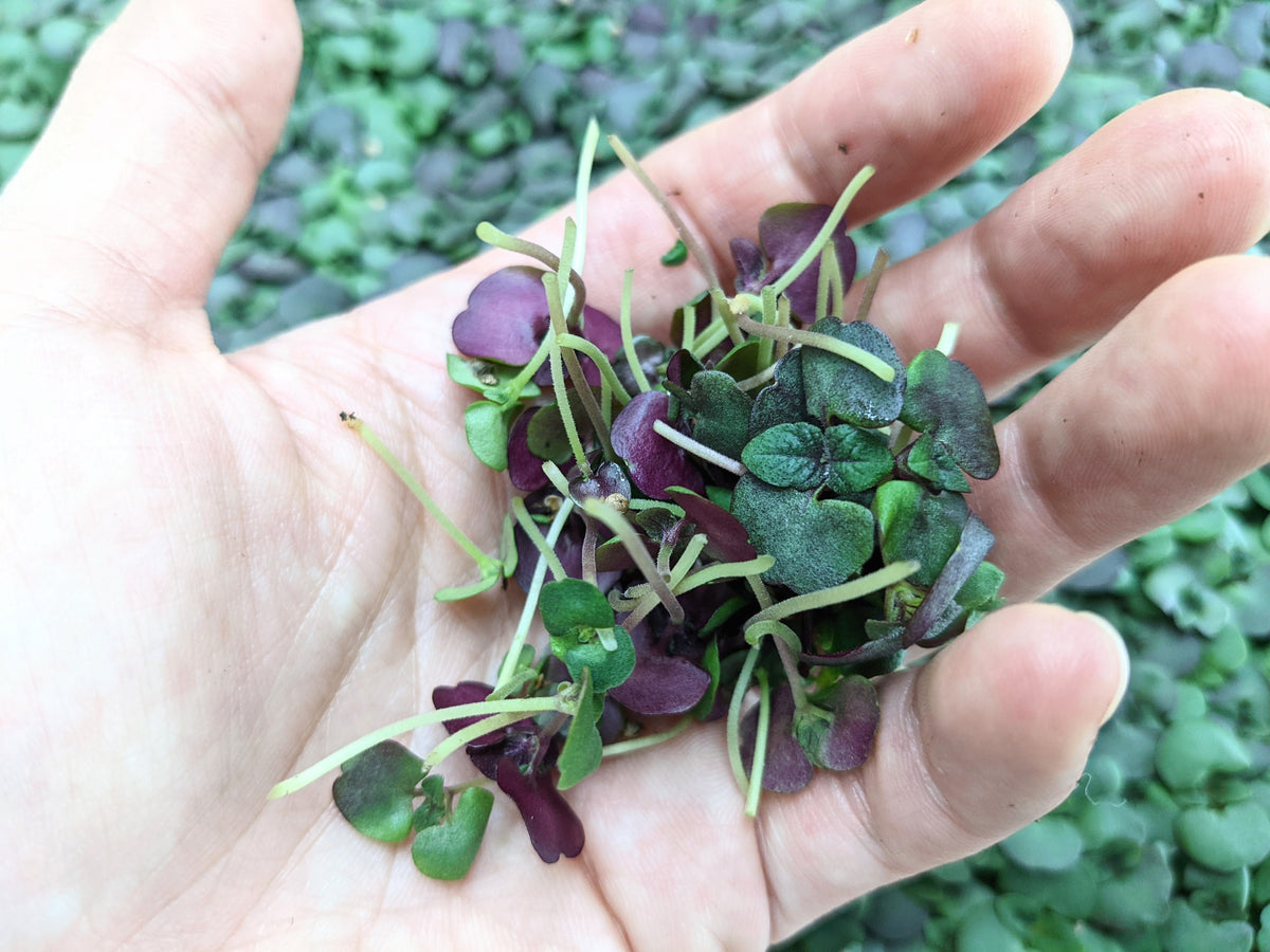 Shiso/Perilla – Tiny House Farms Microgreens
