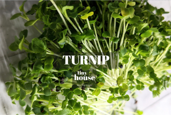 Turnip – Tiny House Farms Microgreens